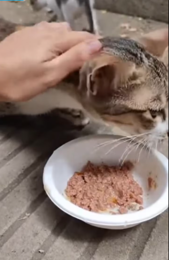 M1101009_Perjuangan Induk kucing_part2 - Rescue Animal